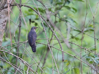 Lesser Cuckoo - eBird