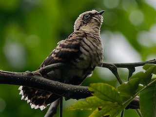 Indian Cuckoo - eBird