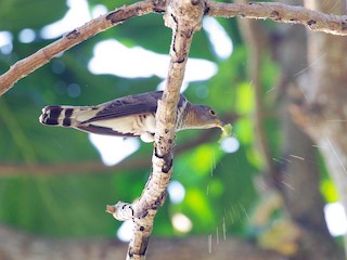 Indian Cuckoo - eBird