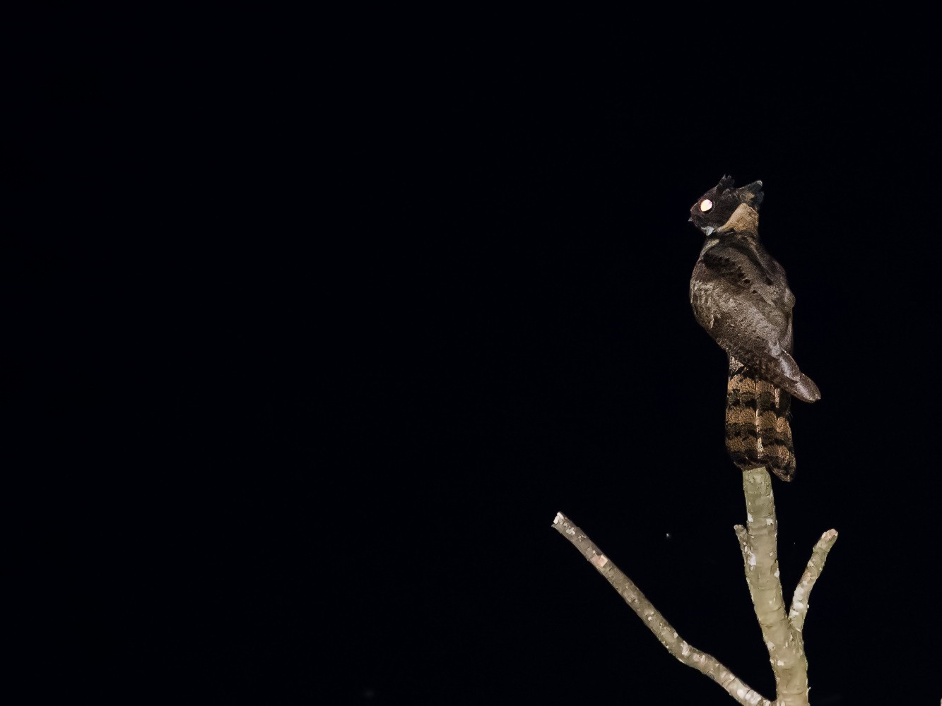 Great Eared-Nightjar - eBird