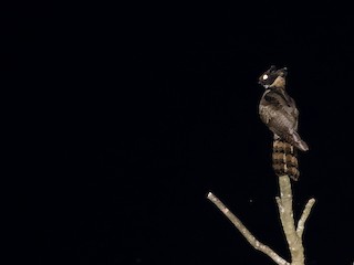 Engoulevent oreillard - eBird