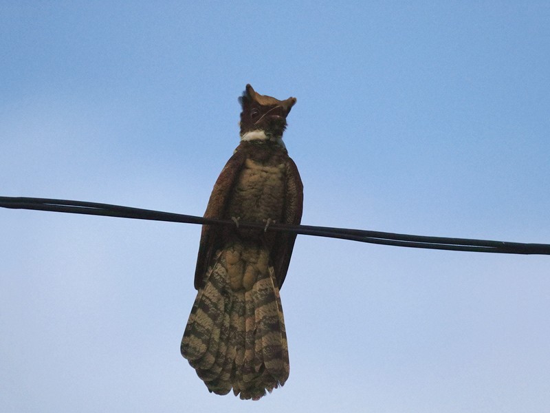 Great Eared-Nightjar - eBird