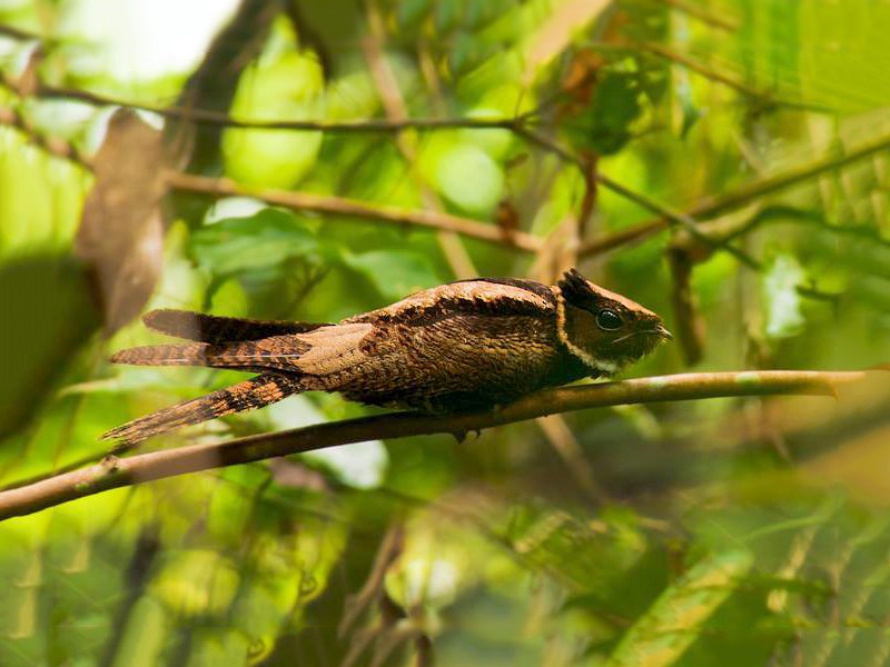 Great Eared-Nightjar - eBird