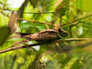 Engoulevent oreillard - eBird