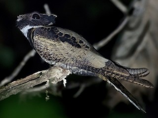 Engoulevent oreillard - eBird