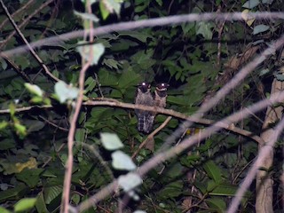 Engoulevent oreillard - eBird