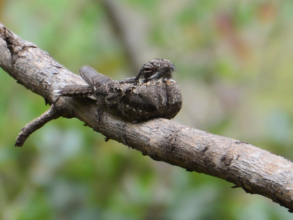 Jungle Nightjar - eBird