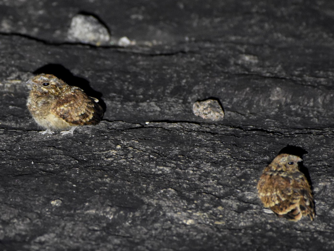 Jungle Nightjar - eBird