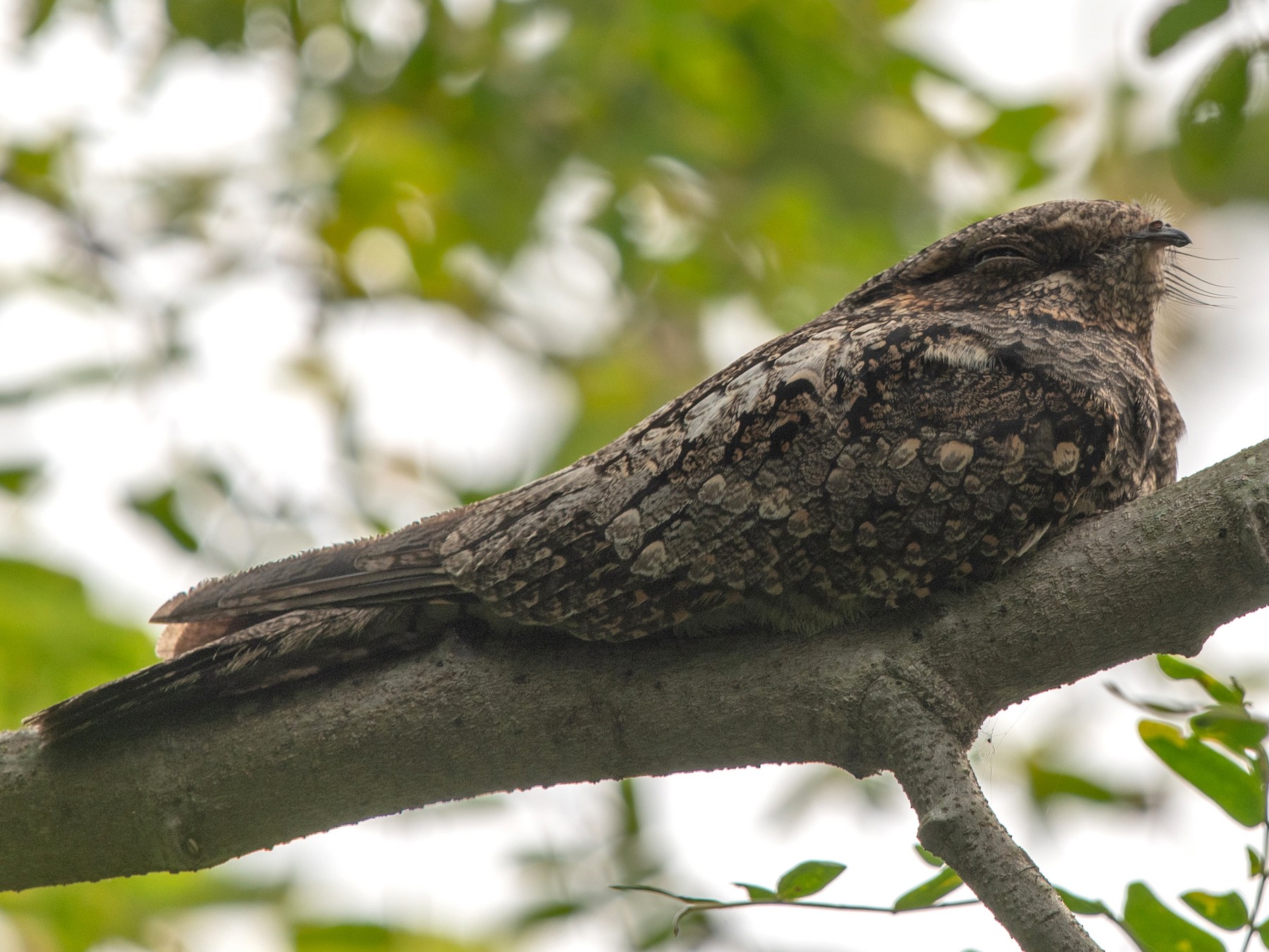 Jungle Nightjar - eBird