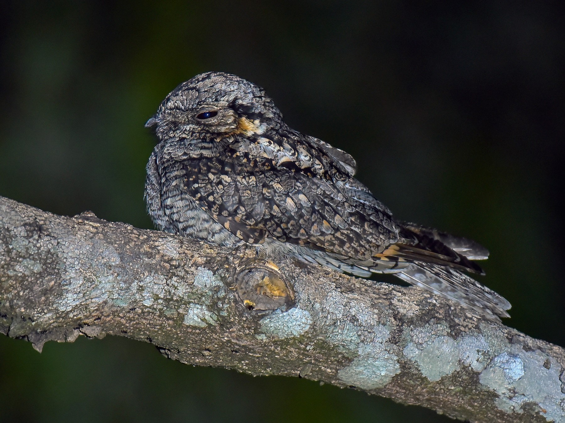 Jungle Nightjar - eBird