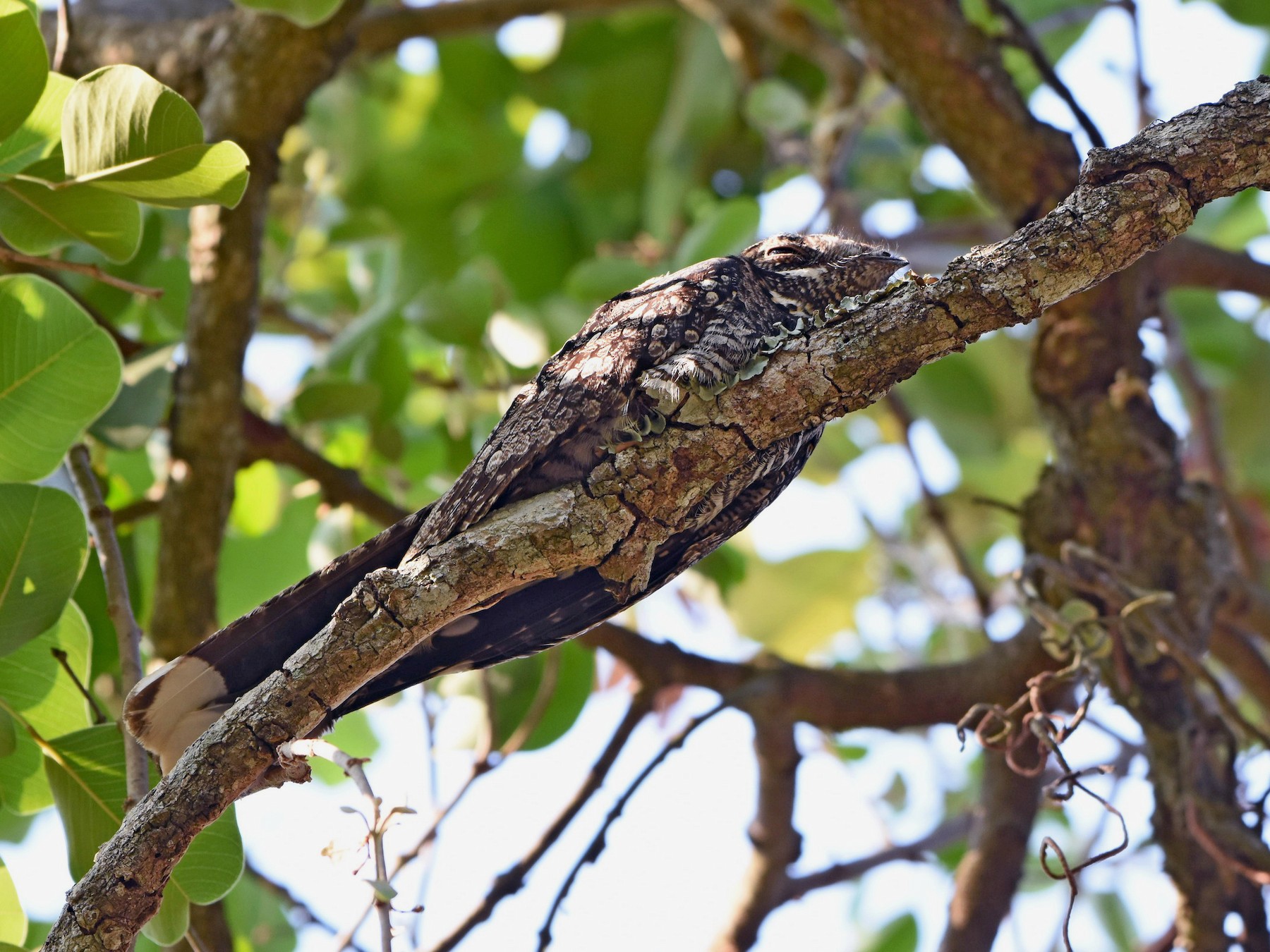 Jungle Nightjar - eBird