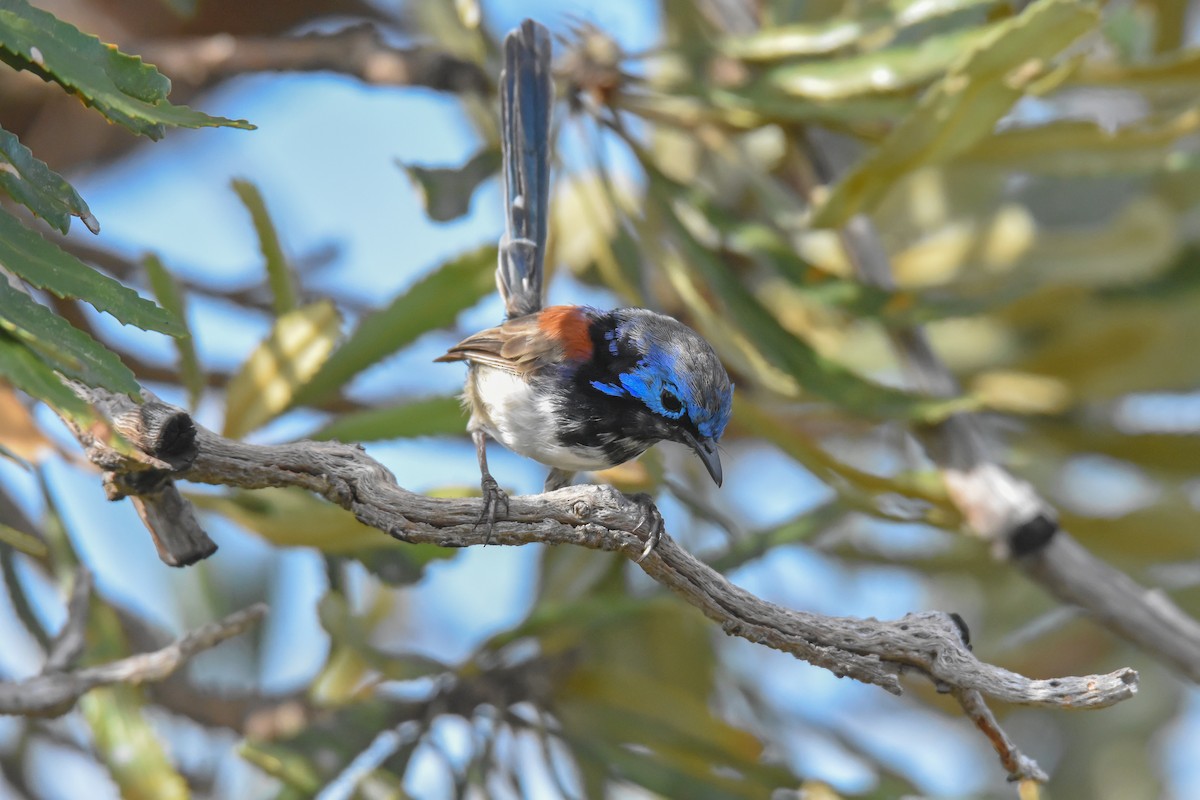 eBird Checklist - 26 Feb 2019 - Nilgen Nature Reserve--Nilgen Lookout ...