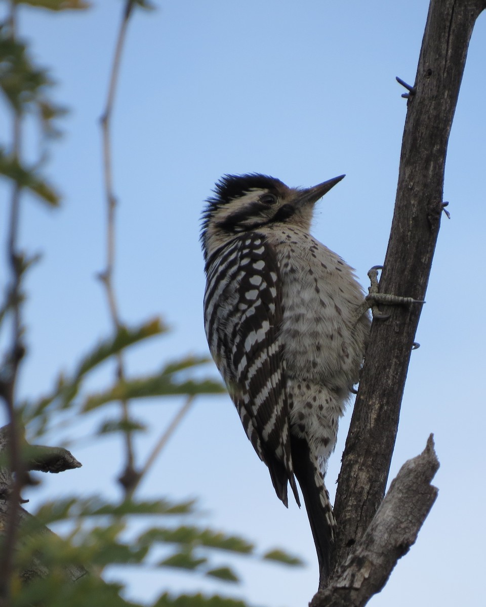 eBird Checklist - 30 Jan 2014 - Florida Canyon--lower - 11 species