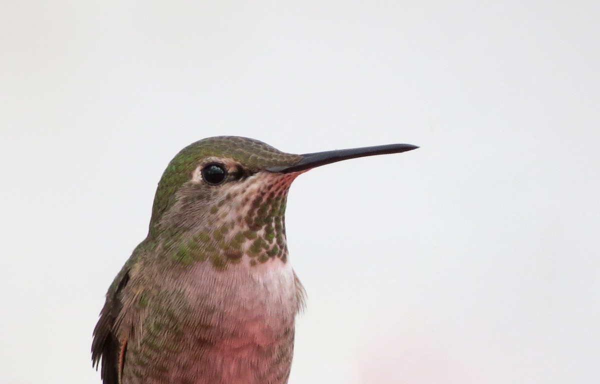 eBird Checklist - 1 Feb 2014 - Paton Center for Hummingbirds (Patons ...