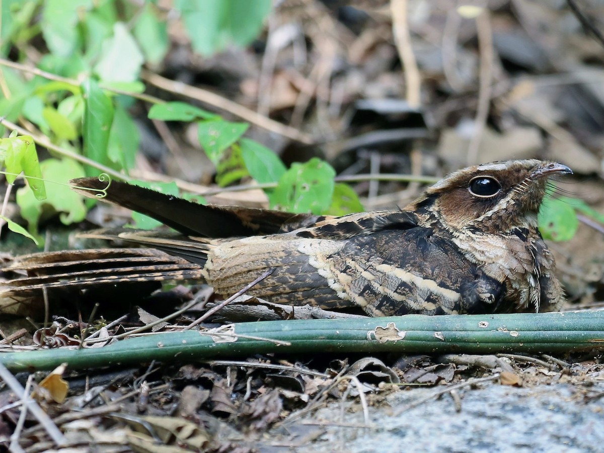 Jerdon's Nightjar - Caprimulgus atripennis - Birds of the World