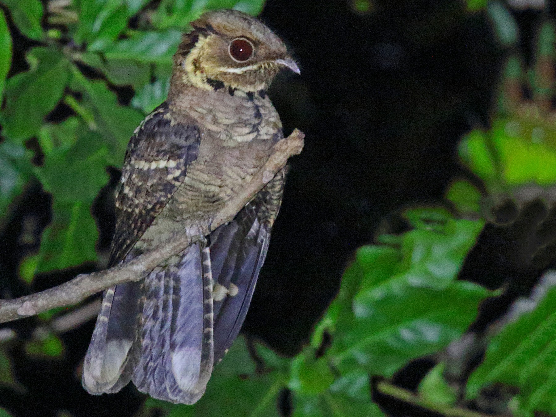 Jerdon's Nightjar - eBird