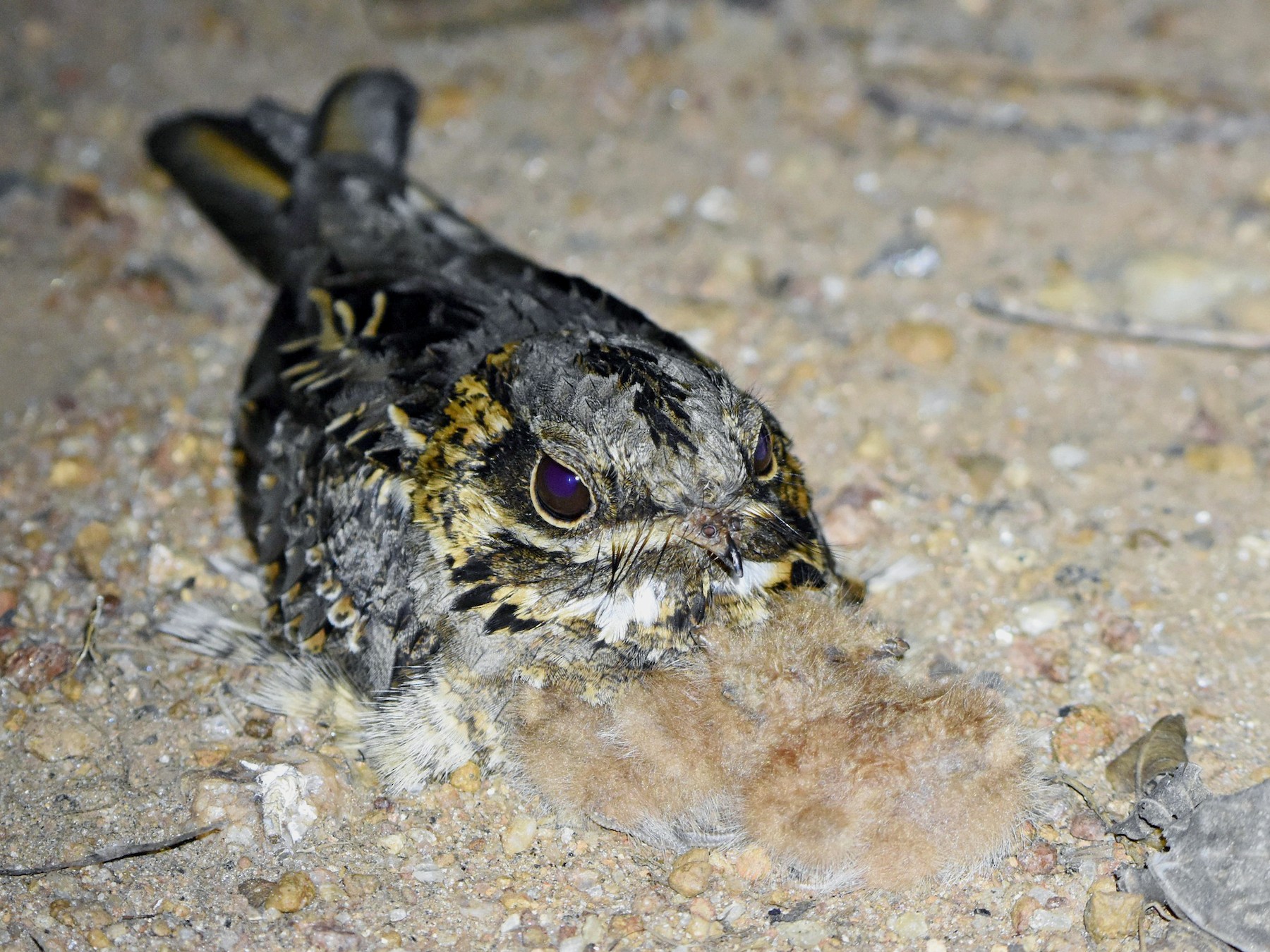 Indian Nightjar - eBird