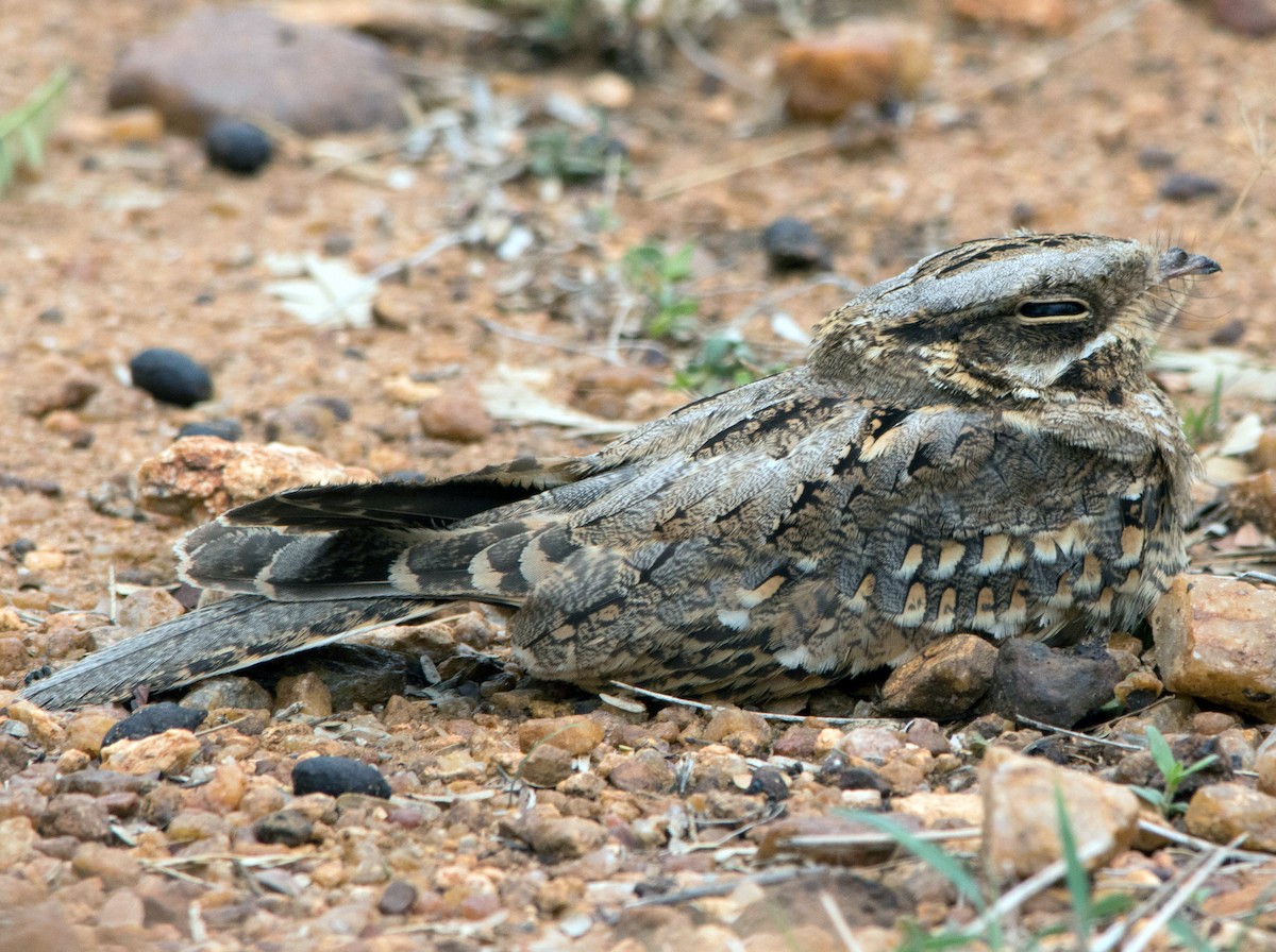 Indian Nightjar - Caprimulgus asiaticus - Birds of the World