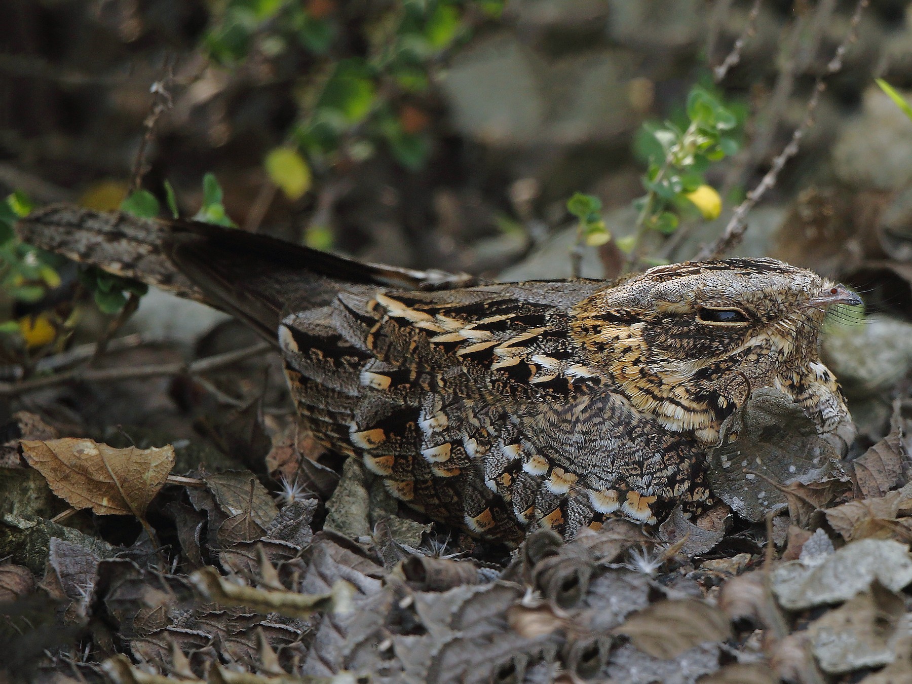 Indian Nightjar NIGHTJAR, THE GHOST BIRD OF ODISHA – Pramod Dhal