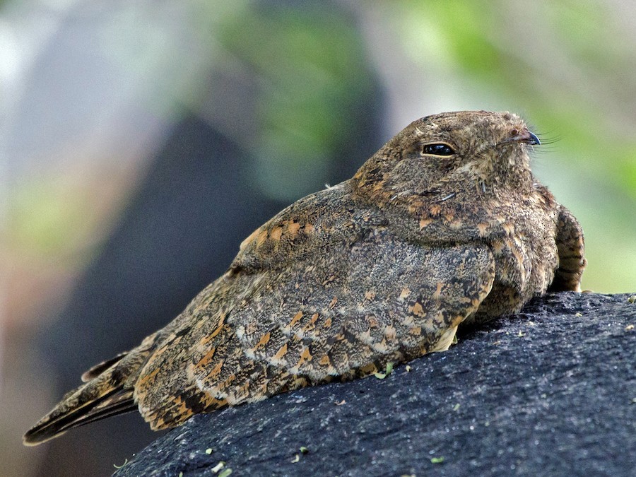 Savanna Nightjar - eBird