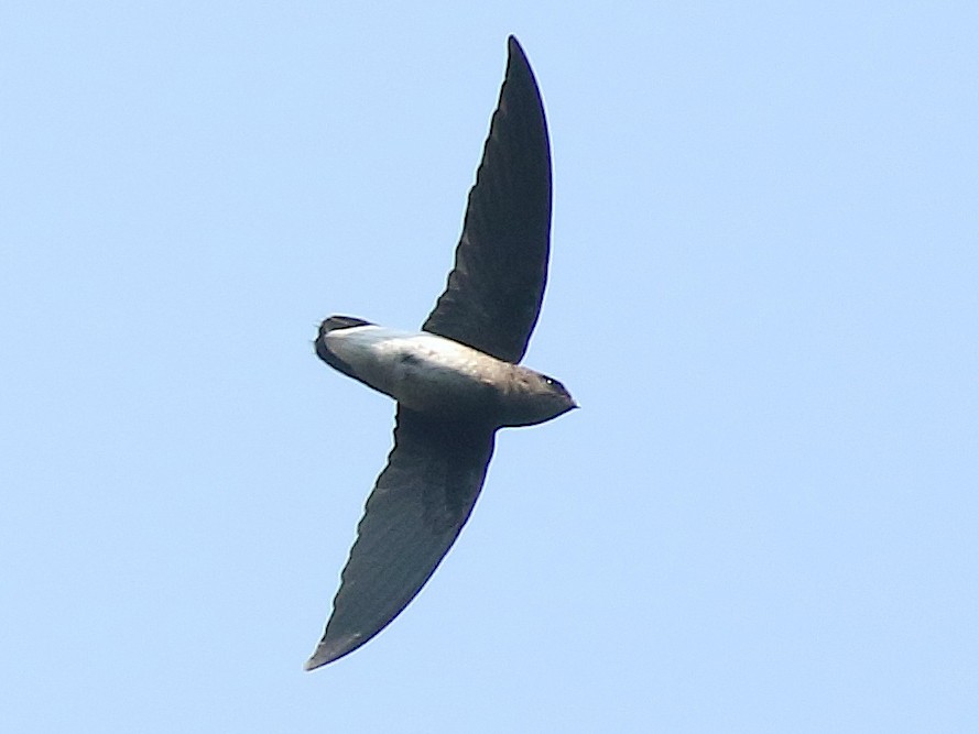 White-rumped Spinetail - eBird