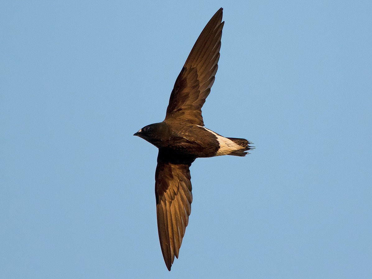 Vencejo gigante - eBird