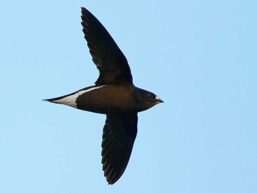 Brown-backed Needletail - eBird