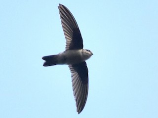Indian Swiftlet - Pennsylvania Bird Atlas