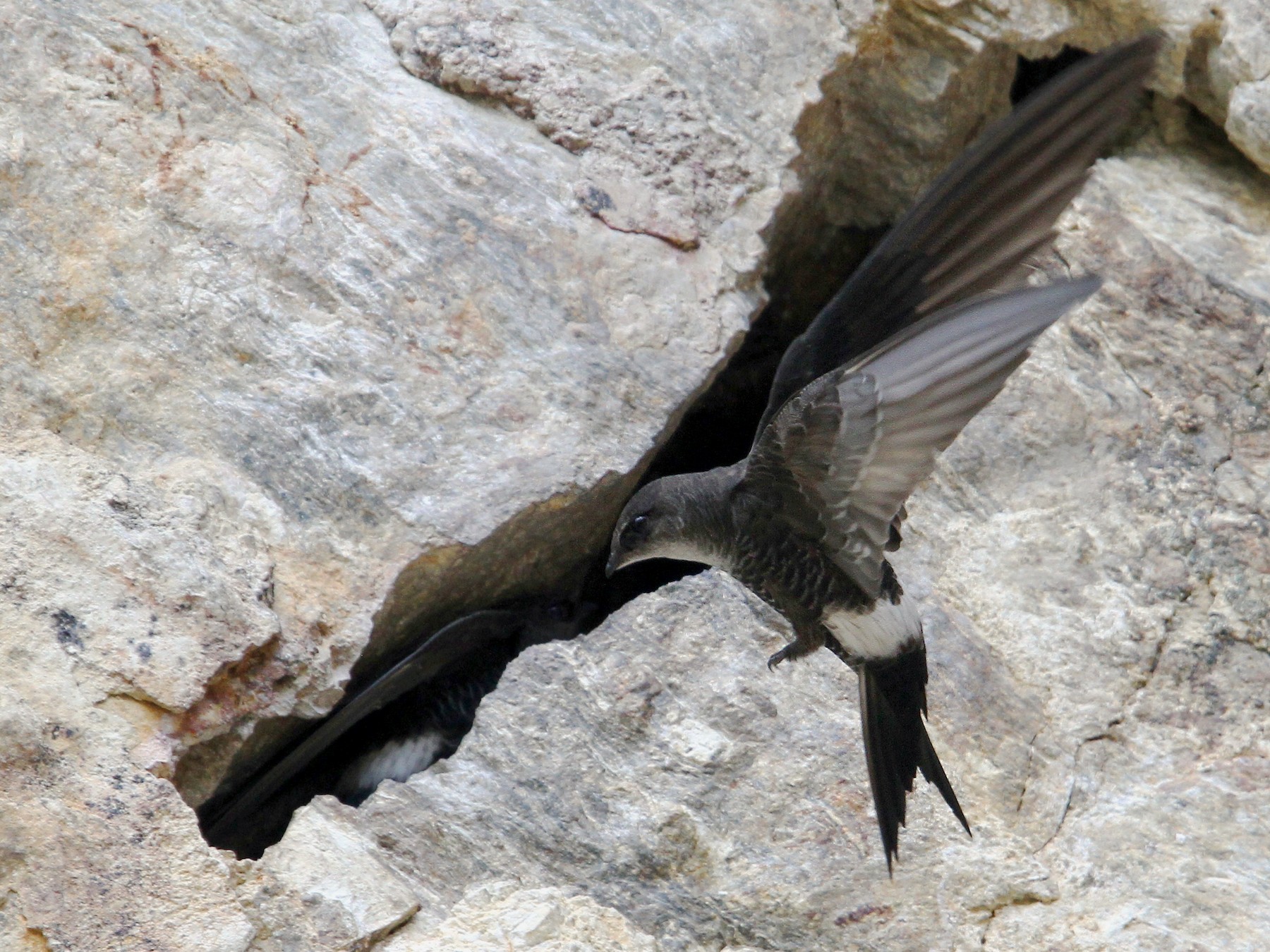 Blyth's Swift - eBird