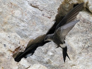 Blyth's Swift (Fork-tailed Swift) - eBird