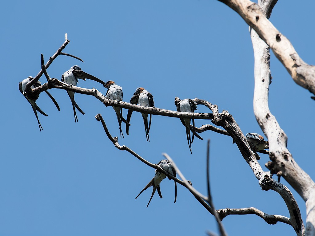 Crested Treeswift - eBird
