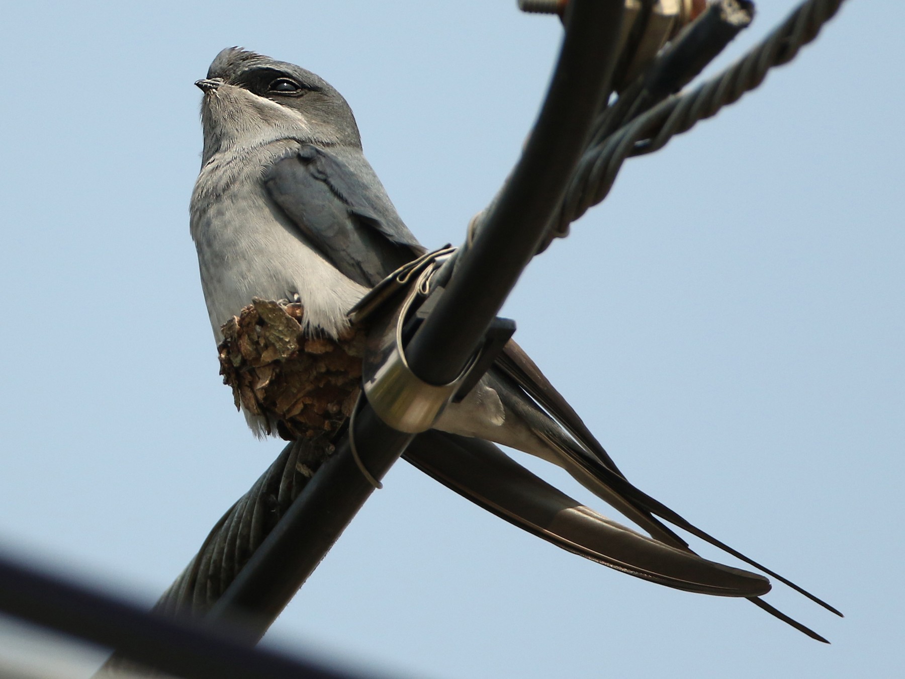 Crested Treeswift - eBird