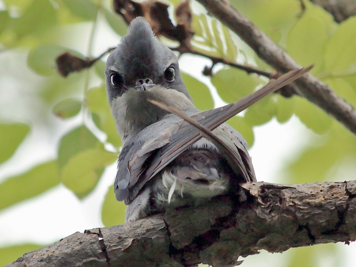 Crested Treeswift - eBird