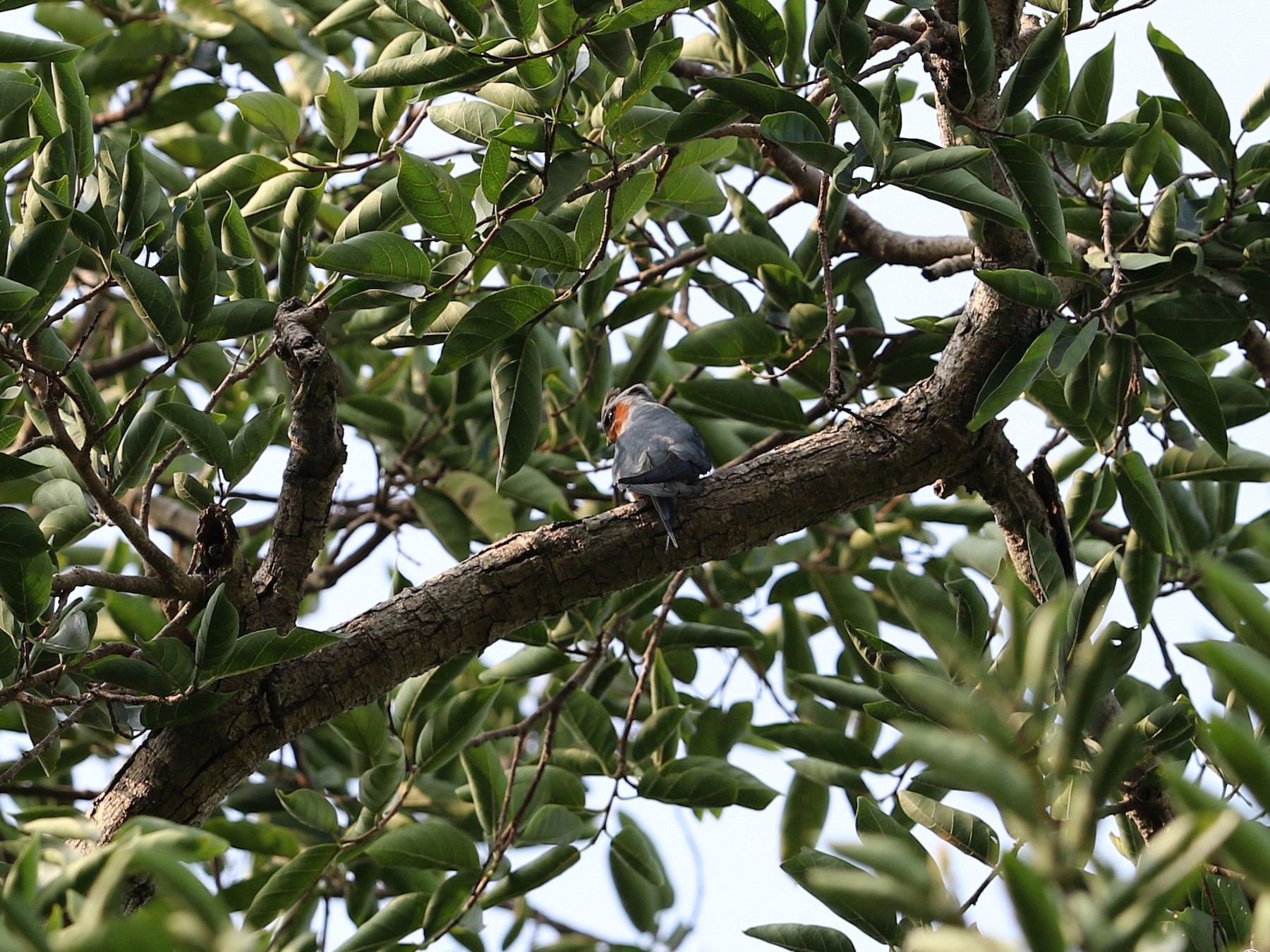Crested Treeswift - eBird