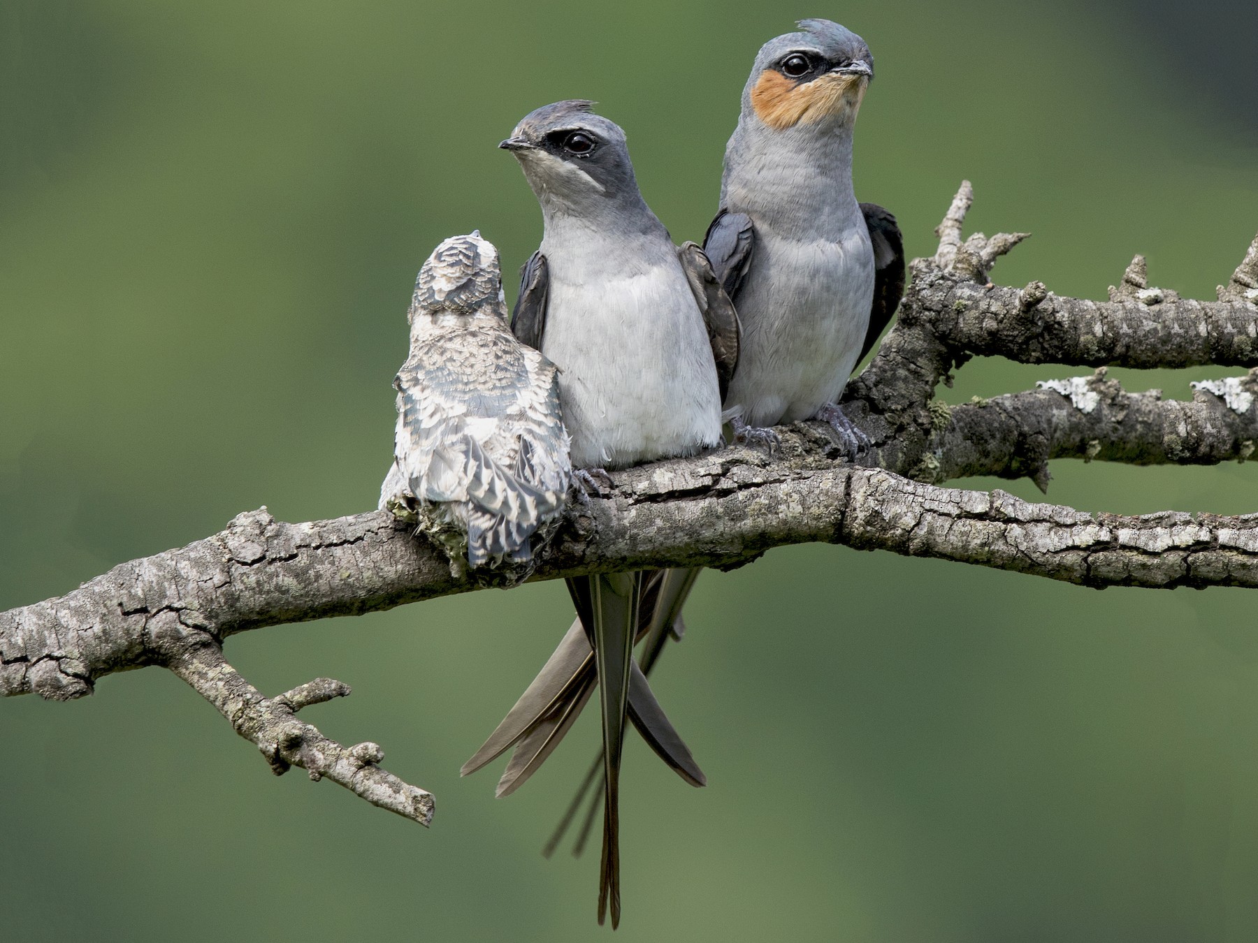 Crested Treeswift - eBird