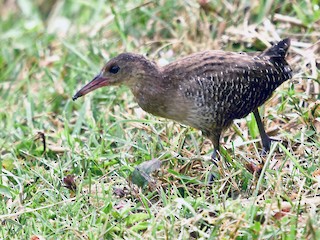 Slaty-breasted Rail - eBird