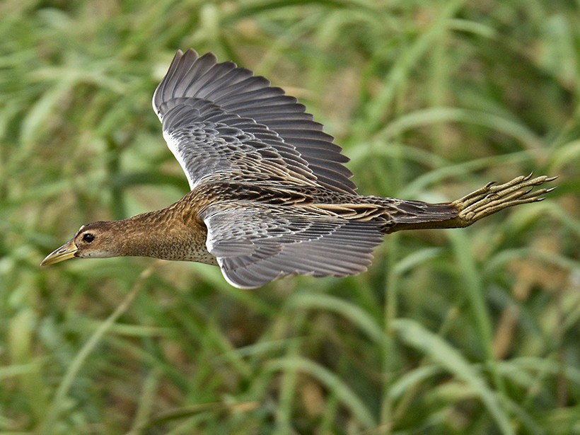 Watercock - eBird