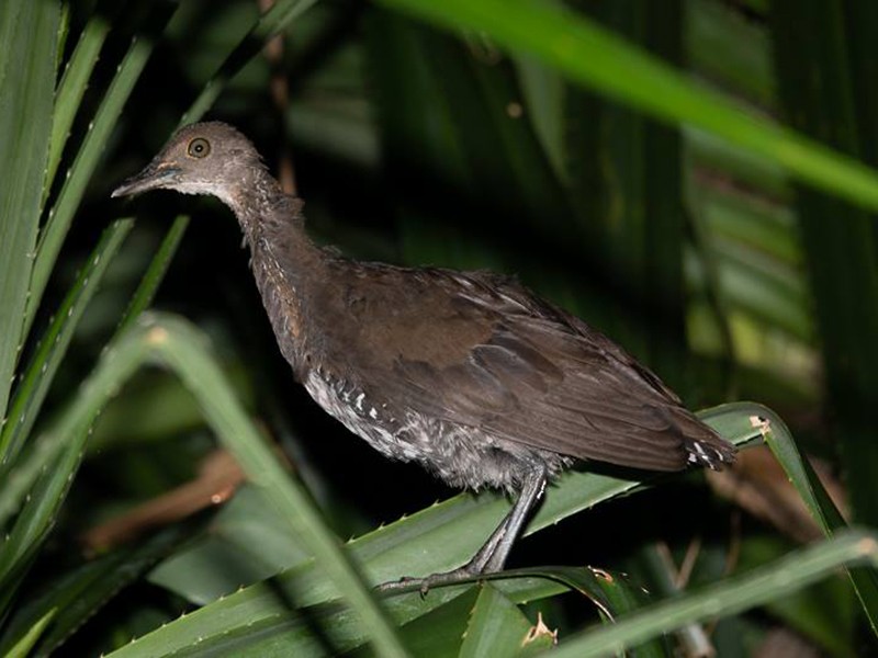 Slaty-legged Crake - eBird