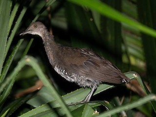 Slaty-legged Crake - eBird