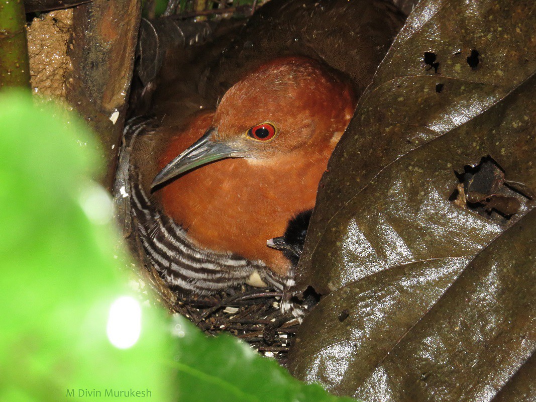 Slaty-legged Crake - eBird