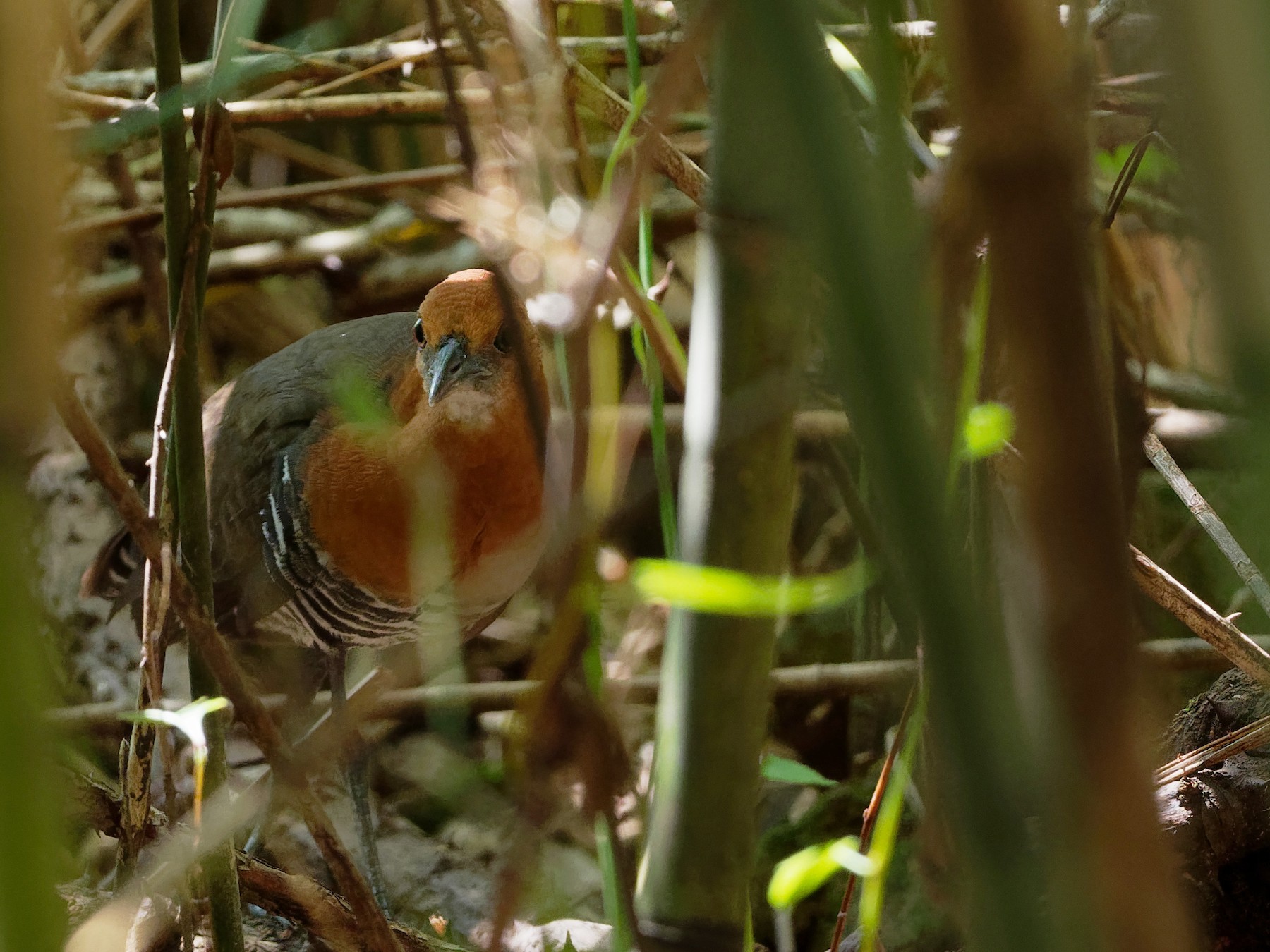 Slaty-legged Crake - eBird