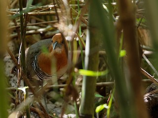 Slaty-legged Crake - eBird