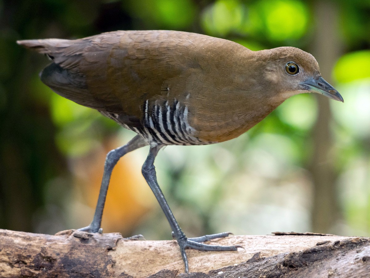 Slaty-legged Crake - Rallina eurizonoides - Birds of the World