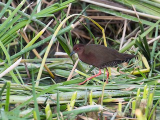 Ruddy-breasted Crake - eBird