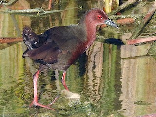 Ruddy-breasted Crake - eBird
