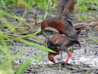 Ruddy-breasted Crake - eBird