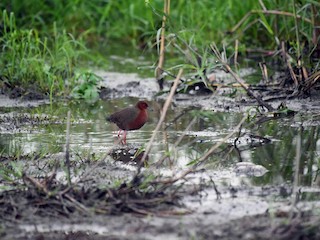 Ruddy-breasted Crake - eBird