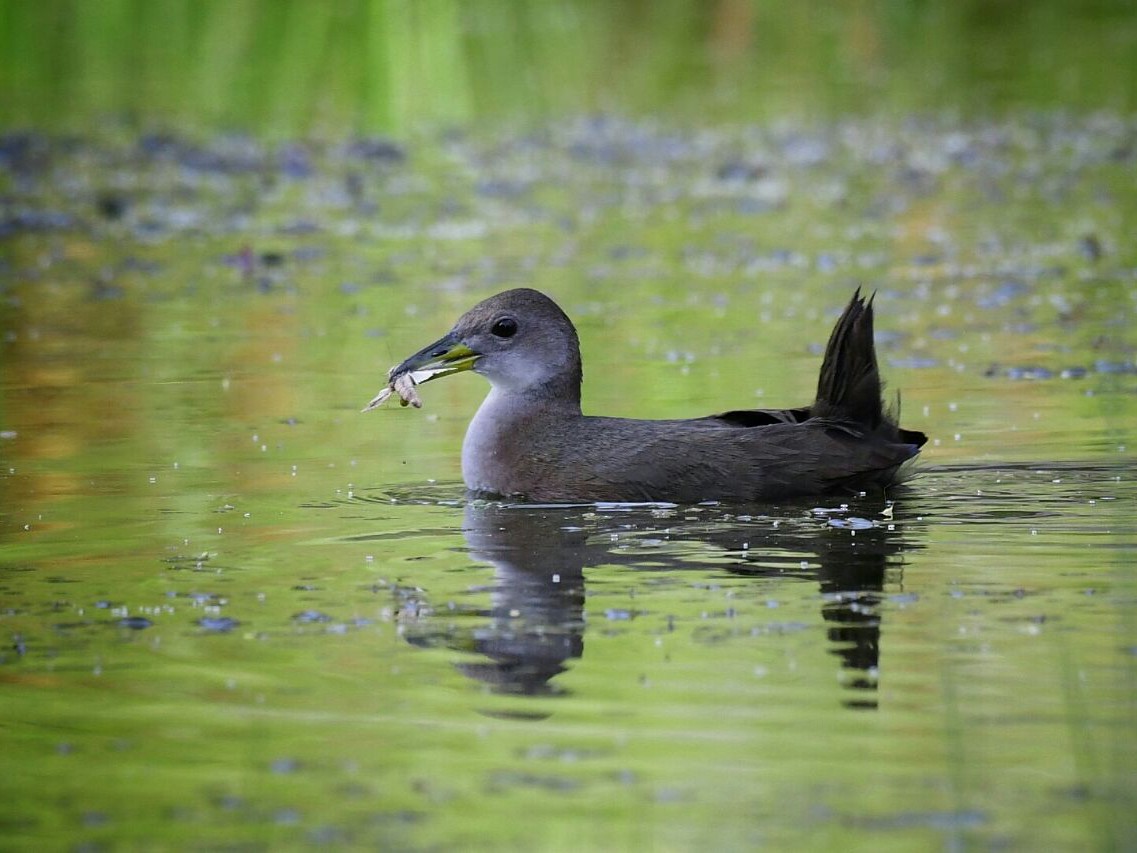 Brown Crake - eBird