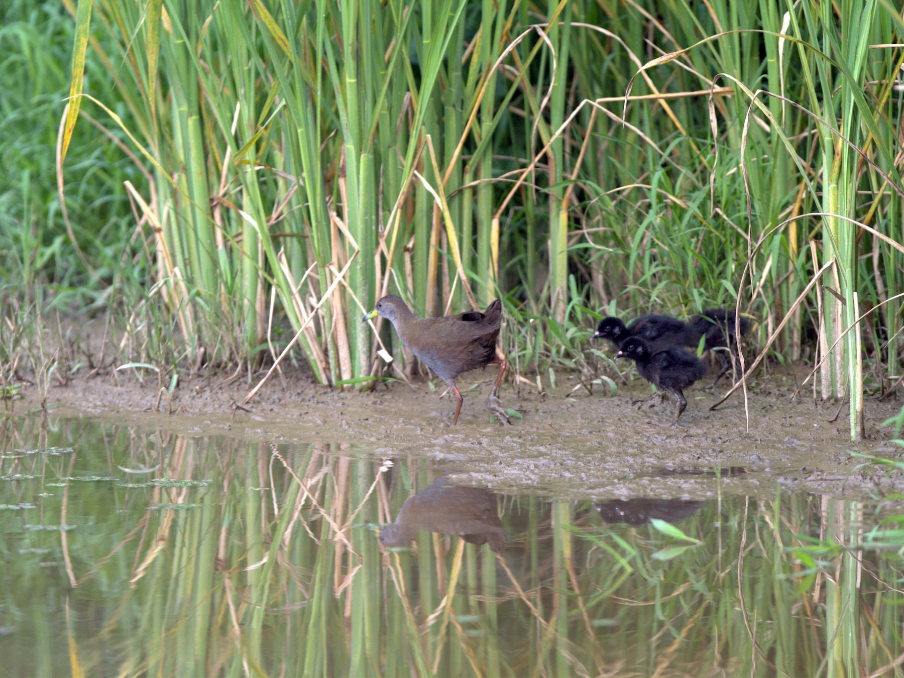 Brown Crake - eBird