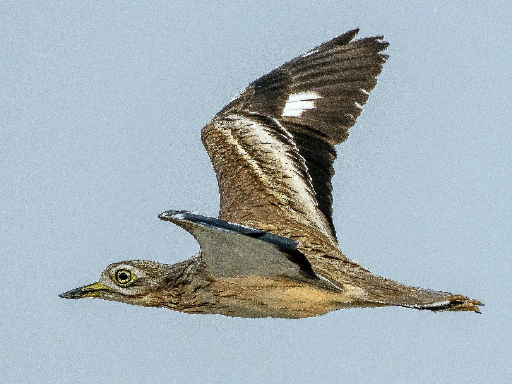 Indian Thick-knee - eBird